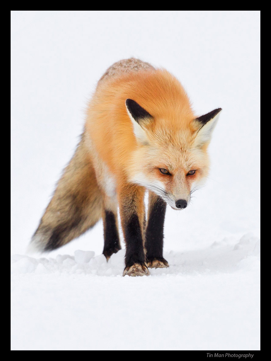 E18G8068 - Wildlife Photography Coaching by Tin Man Lee