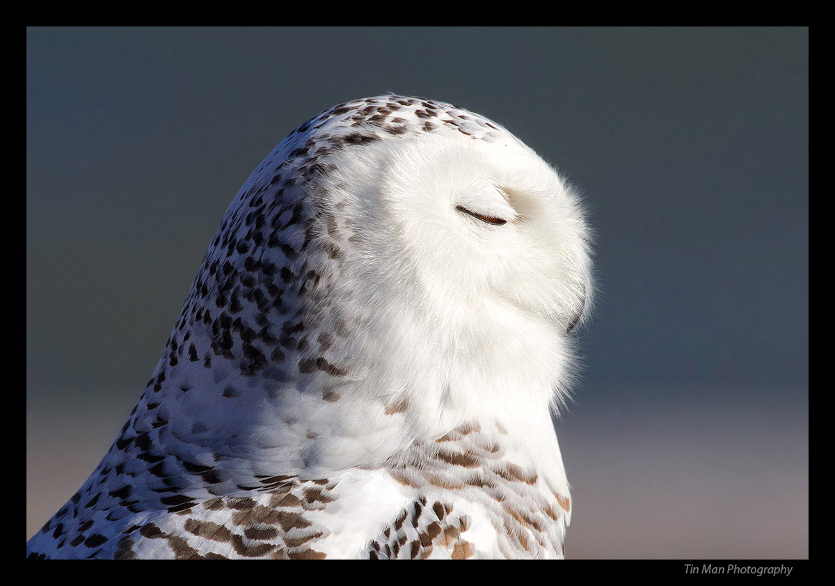 My Quest for the Snowy Owls: Four Unforgettable Experience - Wildlife ...