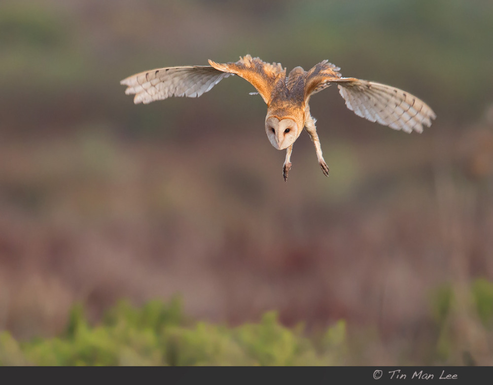 My Quest for Barn Owl: 7 Unforgettable Experience - Wildlife ...