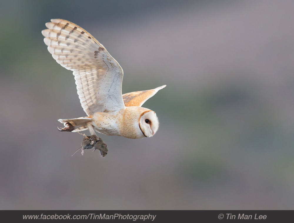 My Quest for Barn Owl: 7 Unforgettable Experience - Wildlife ...