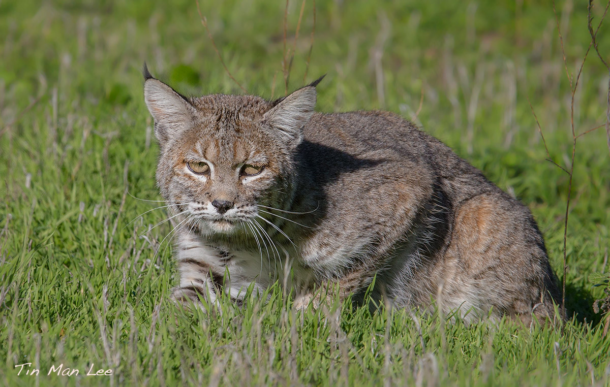 Bobcat And The Zen of Letting Go - Wildlife Photography Coaching by Tin ...