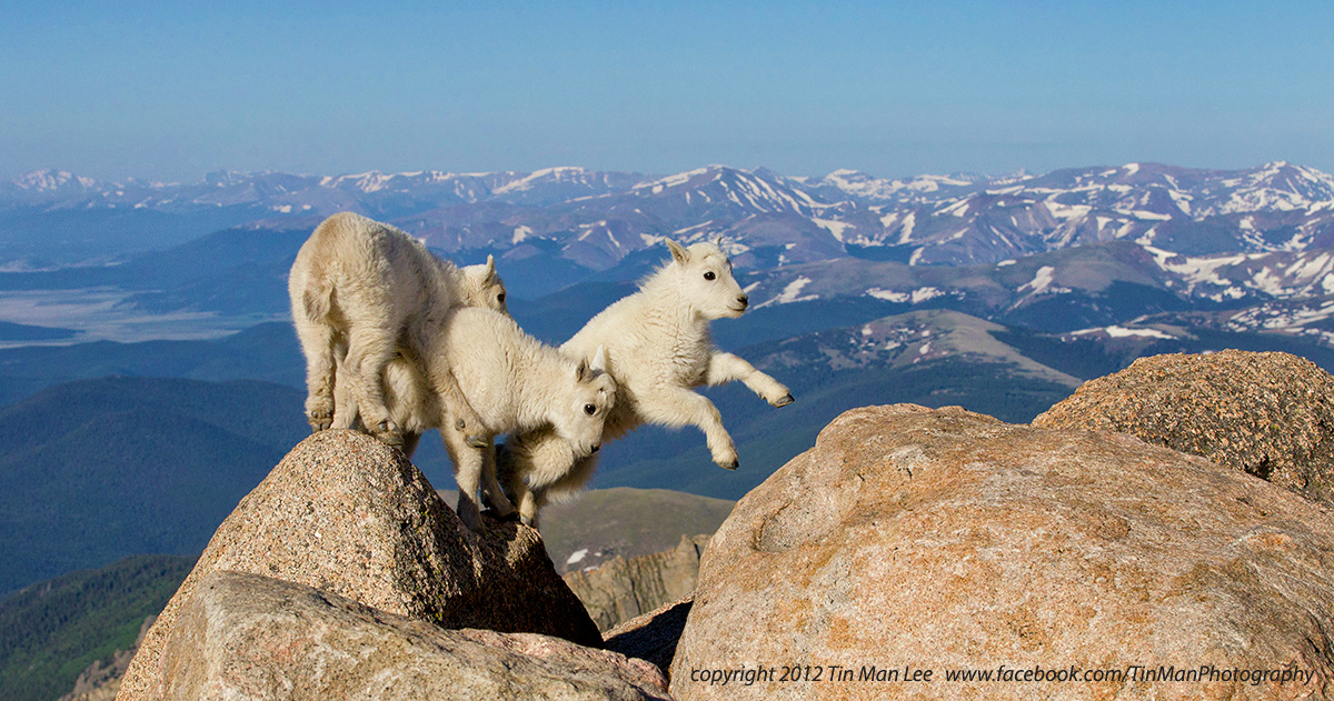 goatkidjumping_tinmanlee2 - Wildlife Photography Coaching by Tin Man Lee