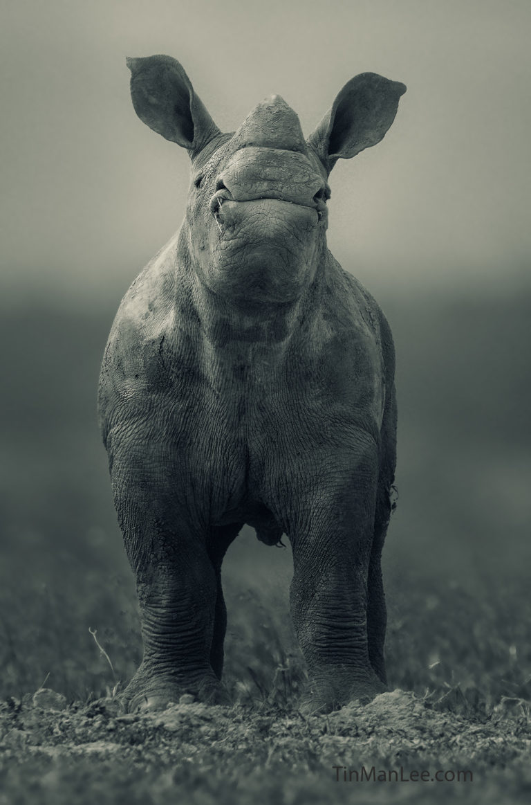 11 Things You Don't Know About Rhinos And How You Can Photograph Them ...