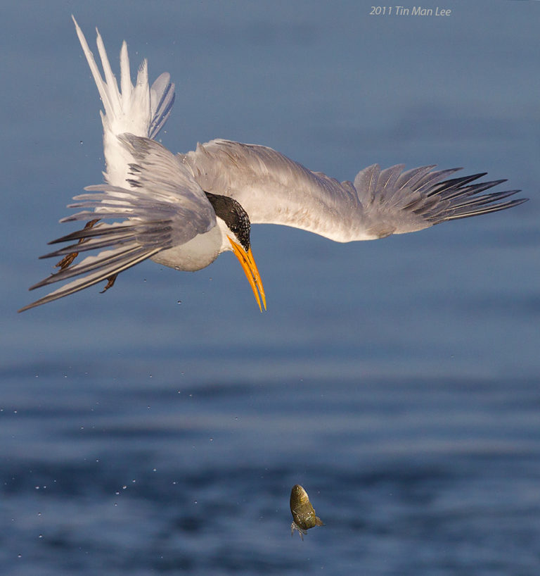 Best Camera and Lenses for Birds-In-Flight - Wildlife Photography ...