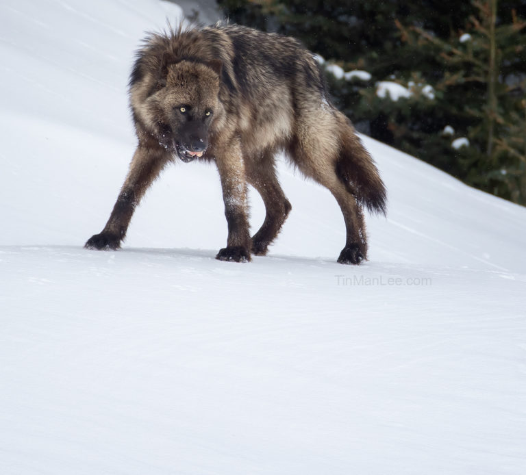 blog - Wildlife Photography Coaching by Tin Man Lee