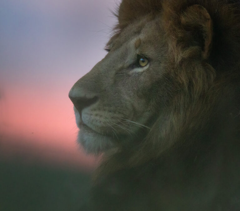 blog - Wildlife Photography Coaching by Tin Man Lee